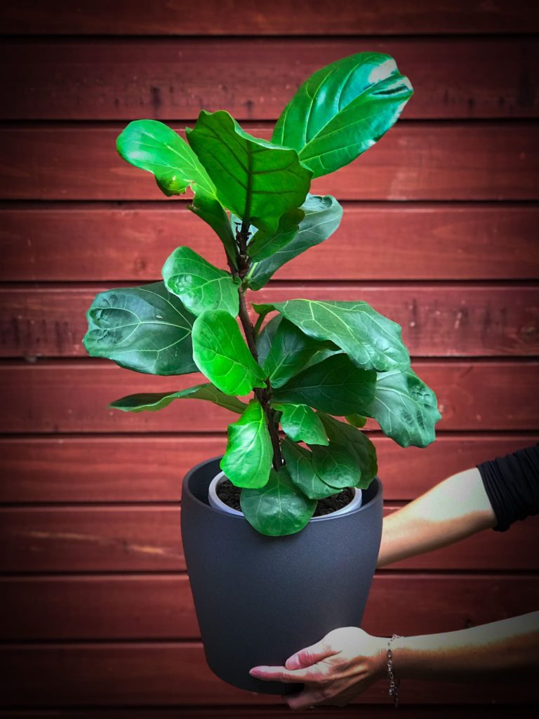 Fiddle Leaf Fig - Alice's flowers & designs