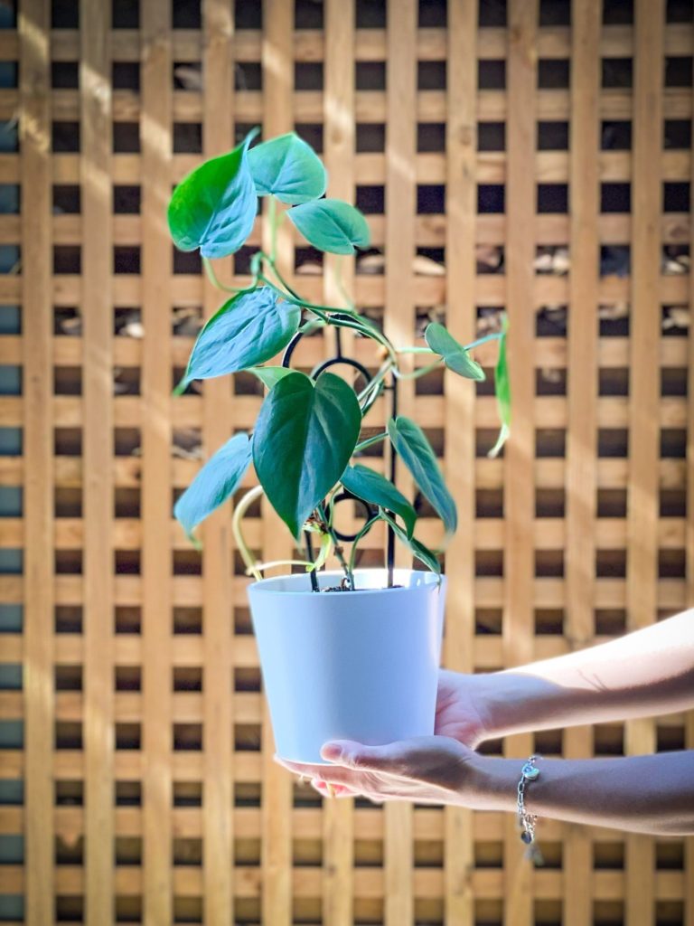 Heart Leaf Philodendron - Alice's flowers & designs