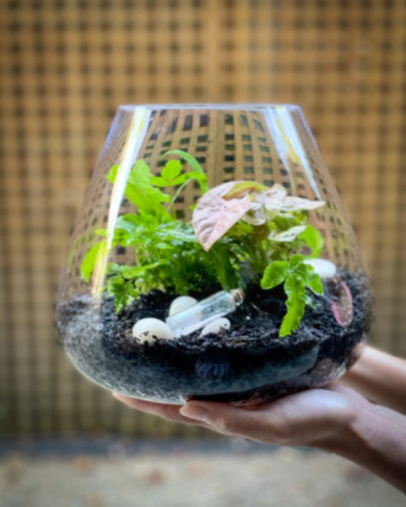Medium Open Terrarium - Alice's flowers & designs